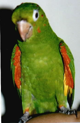 Parrots Lovers: White-eyed Conures